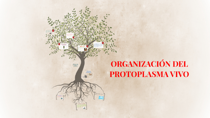 ORGANIZACIÓN DEL PROTOPLASMA VIVO by Laura Angélica Perez on Prezi