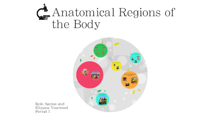 Anatomical Regions of the Body by Rein Santos on Prezi