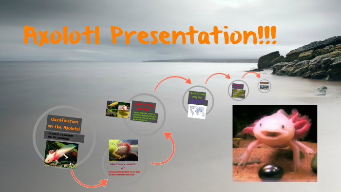 Axolotl Presentation!!! by Ashlee Middleton on Prezi