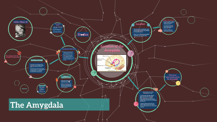 Amygdala Brain Museum Presentation by Jessica H on Prezi
