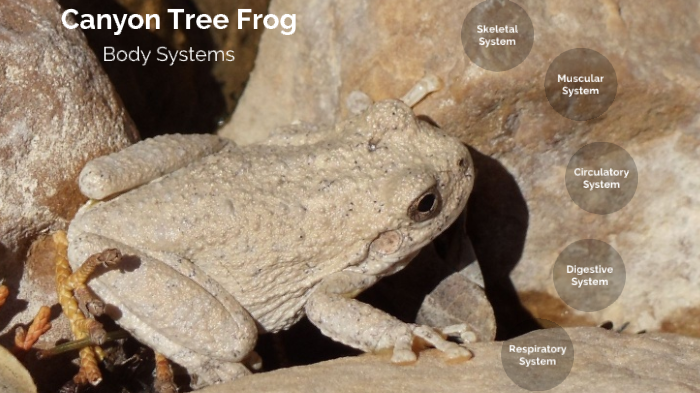 Canyon Tree Frog by Shaun Brunson on Prezi