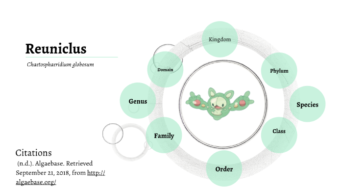 Pokemon Classification by Kai Chen on Prezi