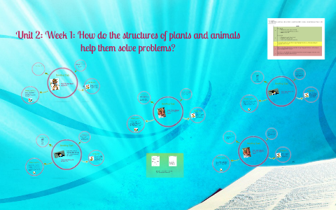 Unit 2: Week 1: How do the structures of plants and animals help them ...