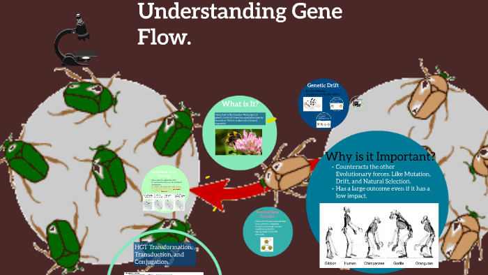 Understanding Gene Flow. by kayla painter on Prezi