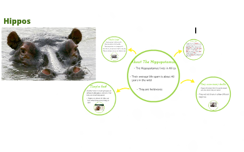 Hippos by Desiree Wirth on Prezi