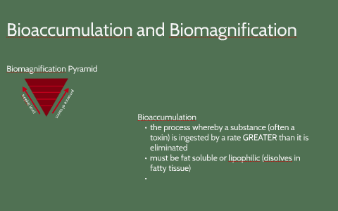 Bioaccumulation and Biomagnification by Emily Thomas on Prezi