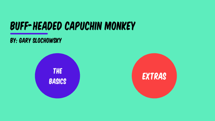 Buff-Headed Capuchin Monkey by gary slochowsky on Prezi