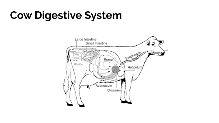 Cow digestive system by Kimberly Rivas on Prezi