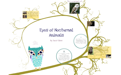 Eyes of Nocturnal Animals by Sarah Falzon on Prezi
