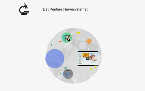 Det Perifere Nervesystemet by sander bull on Prezi