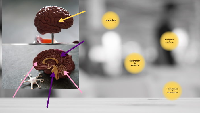 brain analogy by Tatenda Bwanali on Prezi