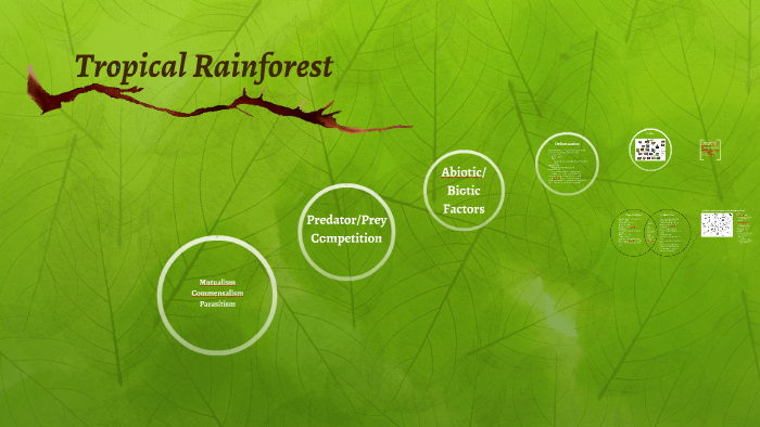 Tropical Rainforest by Amelia Tobin on Prezi