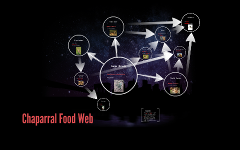 Chaparral Food Web by Matt Warnagieris on Prezi