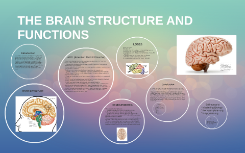 THE BRAIN STRUCTURE AND FUNCTIONS by Tucan perez on Prezi