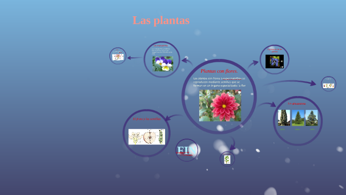 Las plantas by marta bellido arquillo