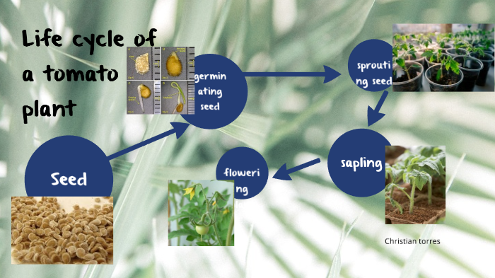 life cycle of a tomato plant by Christian Torres on Prezi
