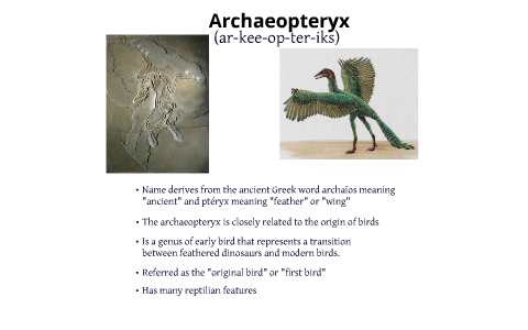 Dinosaur Discovery: Archaeopteryx by Layton Bowie on Prezi