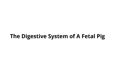Fetal Pig Dissection - Digestive System by Jayme Faircloth on Prezi