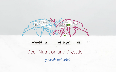 Nutrition and digestion of Deer by Sarah Ingham on Prezi
