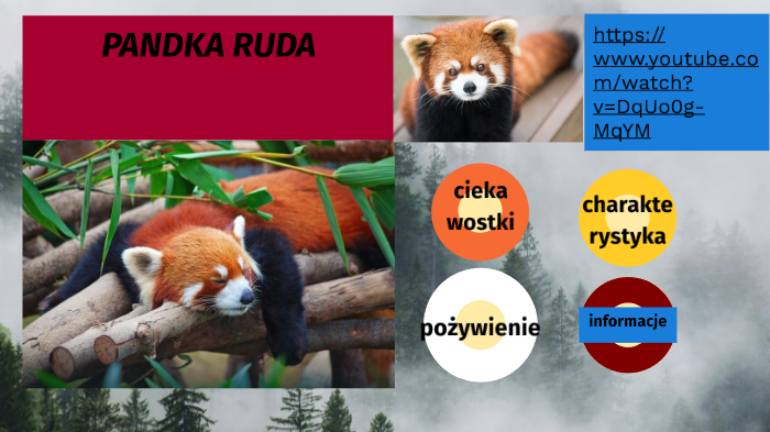 pandka ruda by kuba koszyk on Prezi