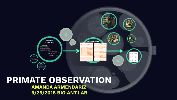 PRIMATE OBSERVATION by Amanda Armendariz on Prezi