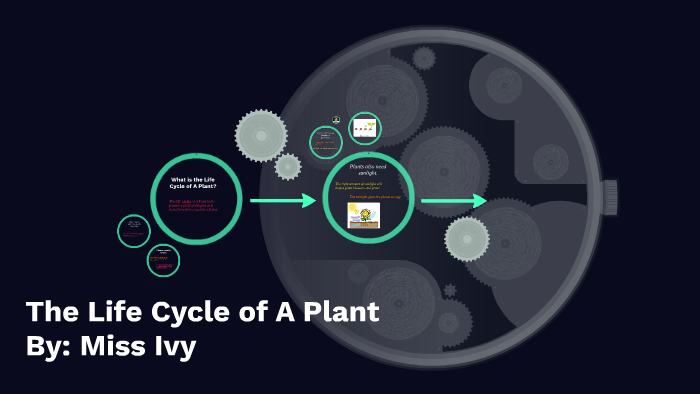 The Life Cycle of A Plant by Jasmin Ivy on Prezi
