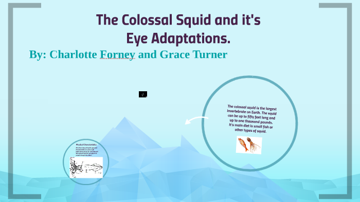 The Colossal Squid and its eye adaptations. by Charlotte Forney on Prezi