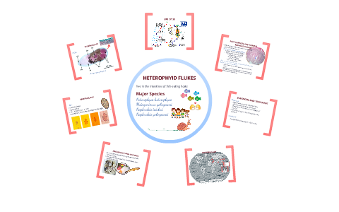 Heterophyid Flukes by Chryselle Angelique Gustilo on Prezi