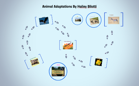 Animal Adaptations By Hailey Bilotti by elizabeth green on Prezi