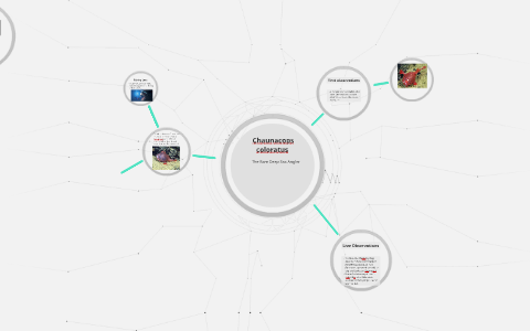 Chaunacops coloratus by Joshua Dade on Prezi