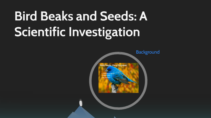 Bird Beaks and Seeds: A Scientific Investigation by Jordan Meaux on Prezi