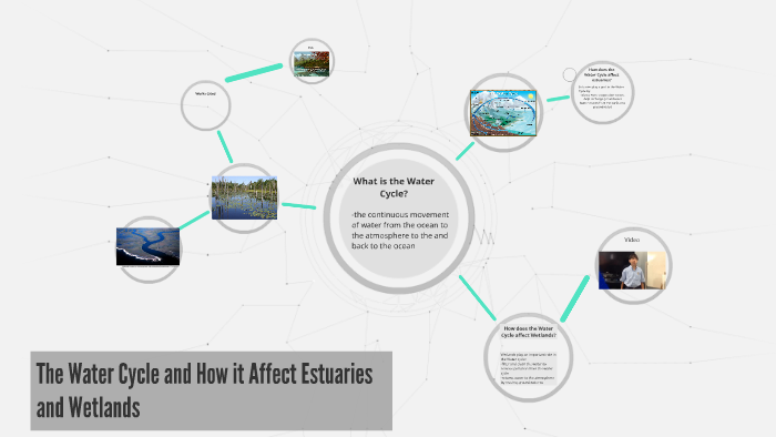 The Water Cycle and How it Affect Estuaries and Wetlands by K Cox on Prezi
