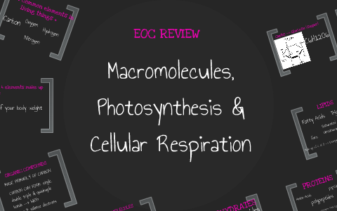 Macromolecules, Photosynthesis, Cellular Respiration by Leah Salem on Prezi