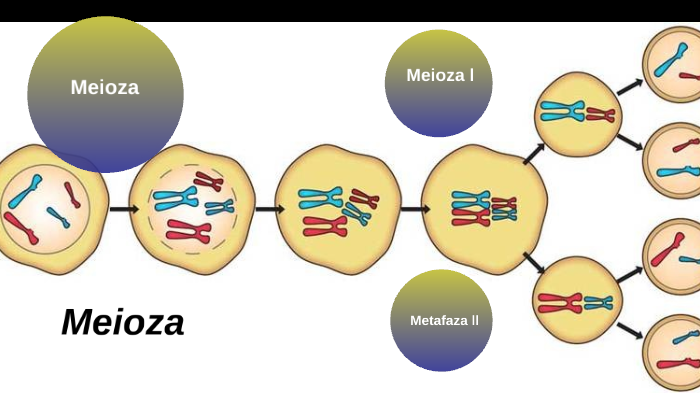 Meioza by Lux Roxana Florentina on Prezi