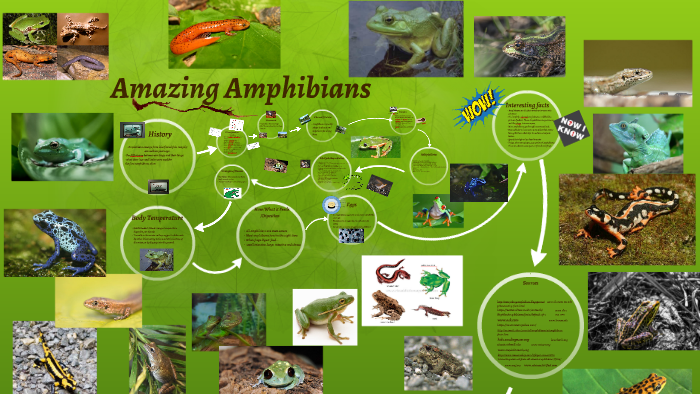 Amazing Amphibians by Sumeet Sekhon on Prezi