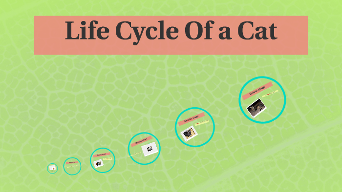 Life Cycle Of a Cat by Caroline Rogers on Prezi