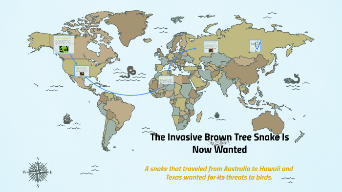 The Invasive Brown Tree Snake by Gregory Jones on Prezi