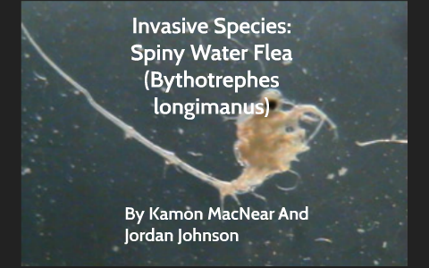 Invasive Species: Spiny Water Flea by Kamon MacNear on Prezi