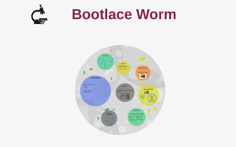 Bootlace Worm by Kyle Caruso on Prezi
