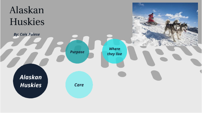 Alaskan Huskies by Cole Palese on Prezi
