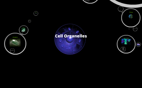 Cell Organelles by Braulio Blanco on Prezi
