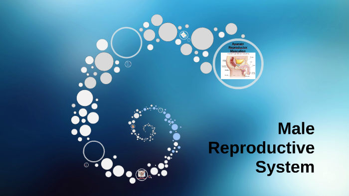 Male Reproductive System by arthur la ri on Prezi