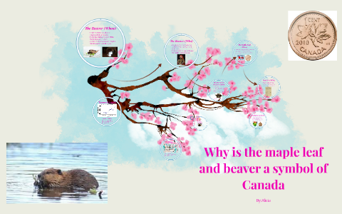 Why is the maple leaf and beaver a symbol of Canada by Solimano Science ...