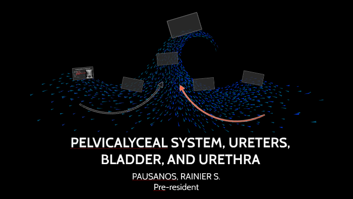 PELVICALYCEAL SYSTEM, URETERS, BLADDER, AND URETHRA by dyna karisse ...