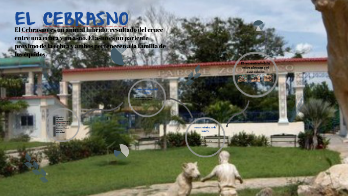 El zebrasno es un animal híbrido, resultado del cruce entre by alex ...