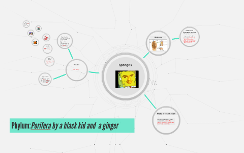 Phylum: Porifera by Matthew Fryar on Prezi