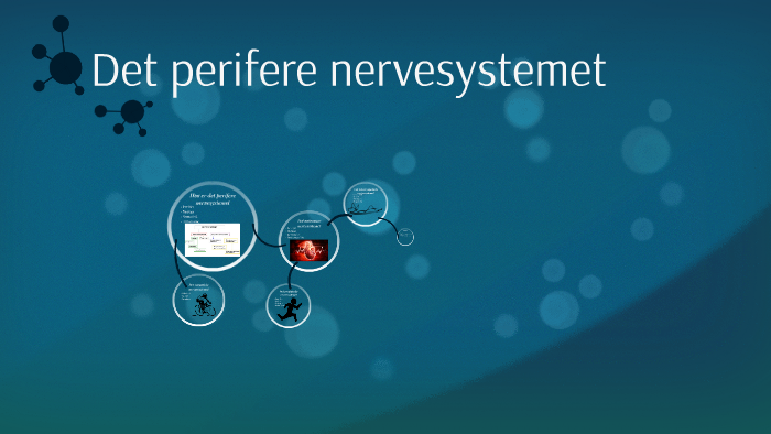 Det perifere nervesystemet by Rektor Slush on Prezi