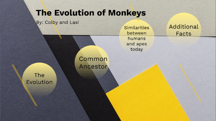 evolution of monkeys into humans by Lasarina Webster on Prezi