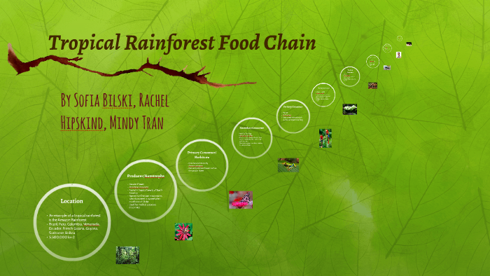 Tropical Rainforest Food Chain by Sofia Bilski on Prezi