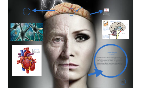El envejecimiento o senescencia Cerebral by Ivan Forero on Prezi